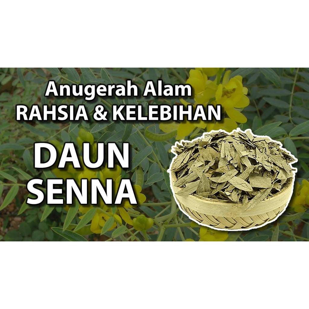 Teh Daun Senna Asli Original | Shopee Malaysia