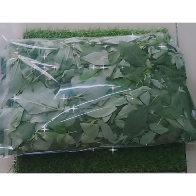 Nochi Leaf ( Fresh ) | Shopee Malaysia
