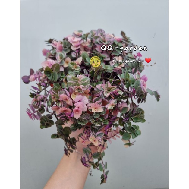 QQ-garden🌱, Online Shop | Shopee Malaysia