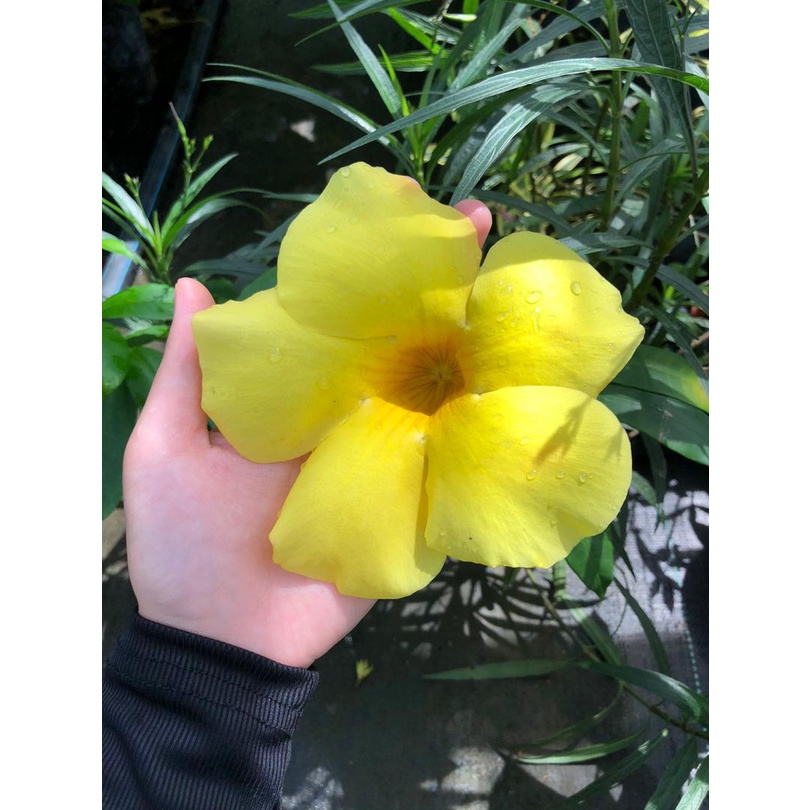 MDC- Alamanda Kuning Bunga Besar / Allamanda Plant Big Flower Yellow ...