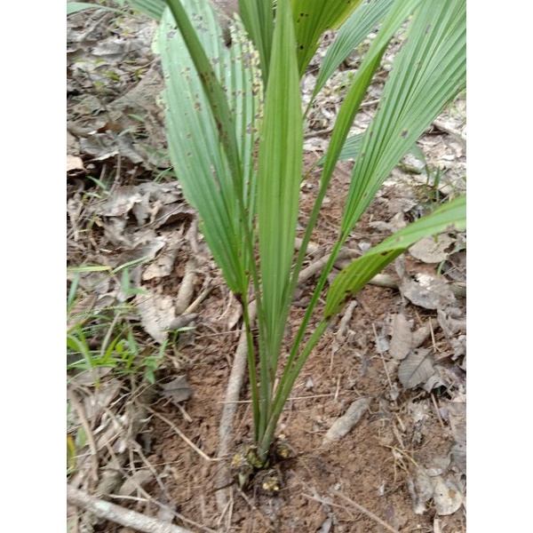 Pokok lemba herba tradisional dan hiasan (3 pokok 1 harga ) | Shopee ...