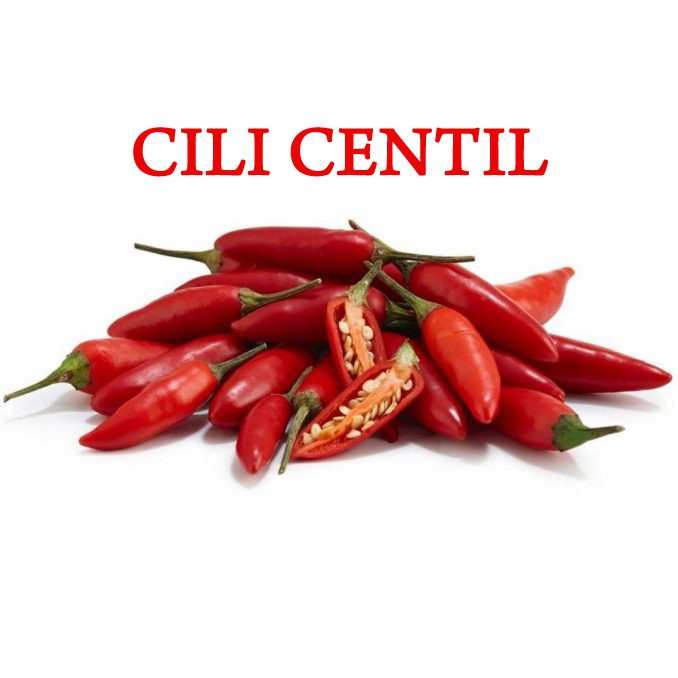 Biji Benih Cili Centil Cili Api Kecil Chili Pepper Chili Seeds (50 ...
