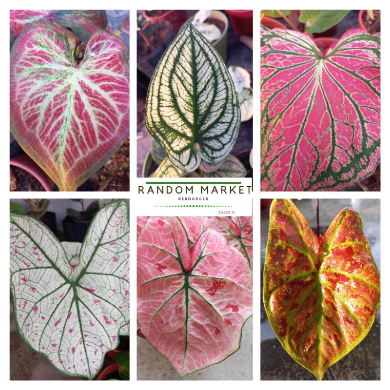 [Live Plant] Caladium/Keladi & Alocasia - (Daging Urat Putih, Silver ...
