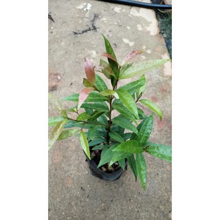 Anak pokok Eugenia / Kelat Paya / Syzygium Campanulatu [ Pokok Hidup ...