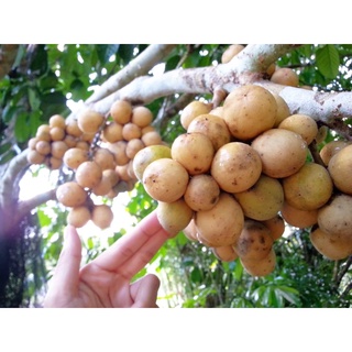 Pokok Dokong Hybrid thai murah | Shopee Malaysia