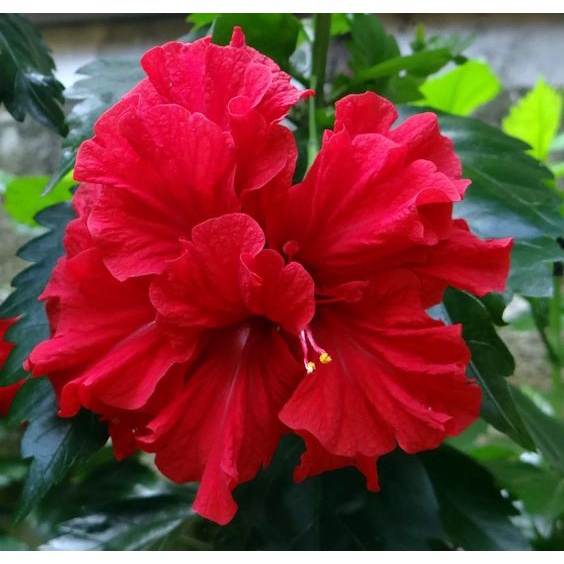 Anak Pokok Bunga Raya Ros Merah | Shopee Malaysia