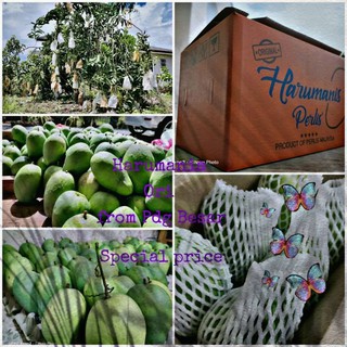 harumanis - Prices and Promotions - Jul 2022 | Shopee Malaysia