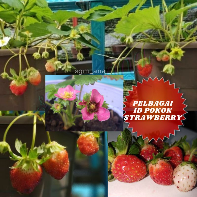 STRAWBERRY TANAH RENDAH/LOWLANDS PELBAGAI ID POKOK pos bersama PASU ...