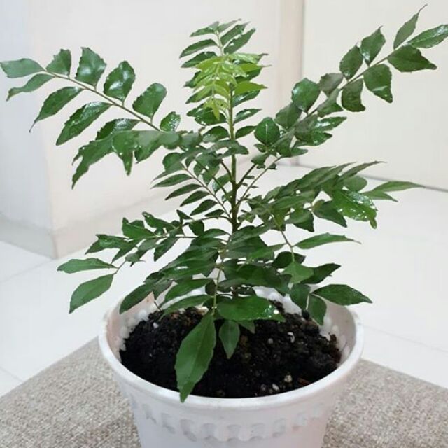 Pokok Kari / Anak Pokok daun kari / curry leaf plant /ready stock pos ...
