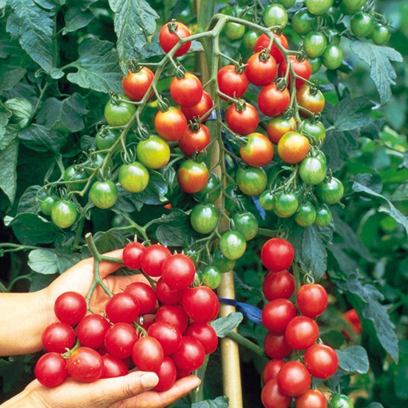20 Biji Benih Tomato Ceri Cherry Tomato Seeds | Shopee Malaysia