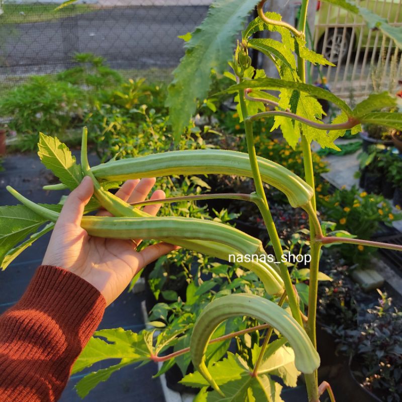 Biji Benih Bendi Panjang 10pcs Long Okra Seeds Vegetable Seed Vege ...