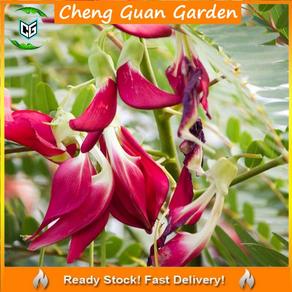 Anak Pokok Geti Turi Untuk Masakan Merah Dan Putih Pokok Stabil ...