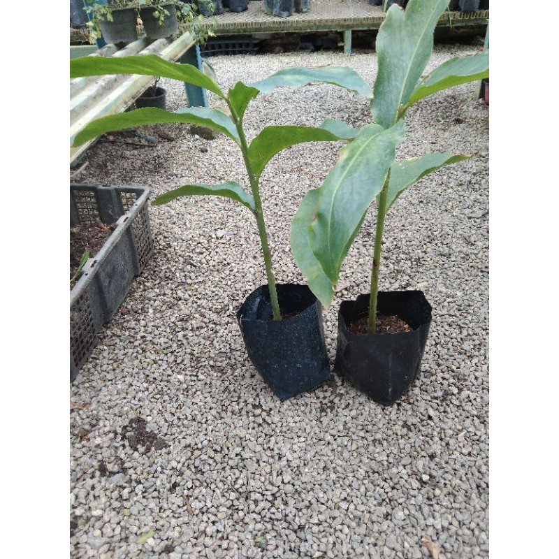 anak pokok kantan( bunga siantan) | Shopee Malaysia