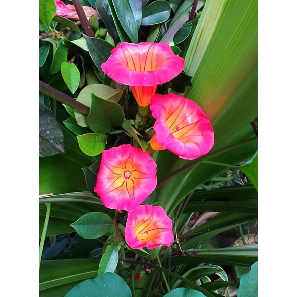 Hawaiian Sunset Vine/ Stictocardia beraviensis anak pokok/ live plant ...