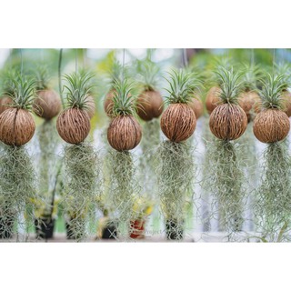 The Plant Project | Ionantha and Tillandsia Usneoides (Spanish Moss ...