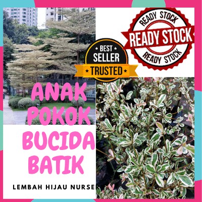 ANAK POKOK BUCIDA PUTIH (BATIK) | Shopee Malaysia