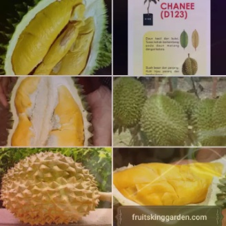 Anak Pokok Durian Chanee (D123) | Shopee Malaysia