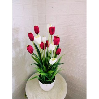 tulip with pot/ tulip murah/ Bunga tulip Hiasan Gubahan siap pasu/putih ...