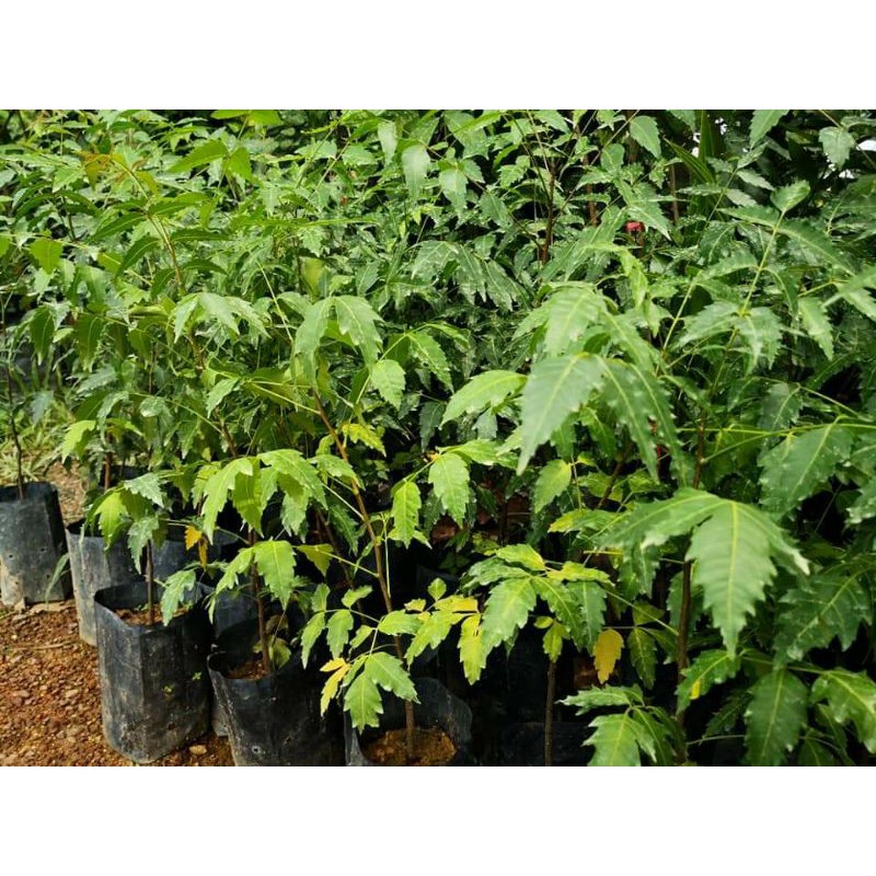 [1 POKOK] ANAK POKOK NEEM (SEMAMBU / PAHIT) | Shopee Malaysia