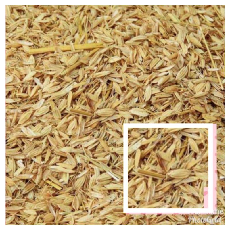 Sekam padi mentah 2KG (BUY 5 FREE lagi 2 kg ) | Shopee Malaysia