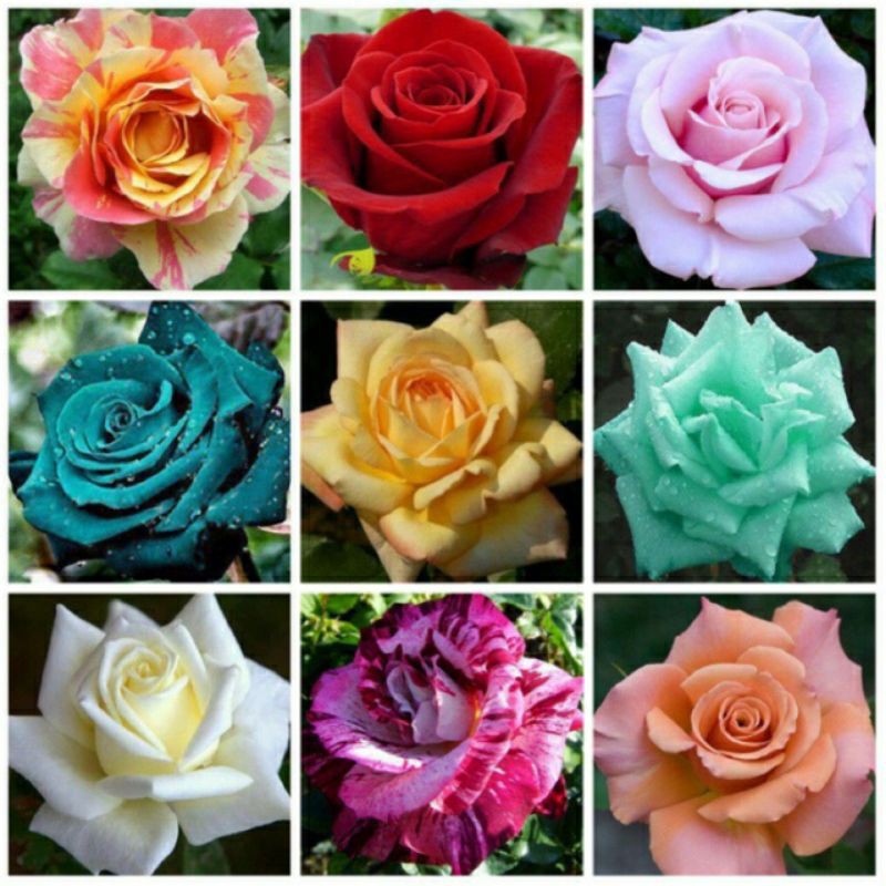 [Biji Benih]20 biji/ bag biji bunga mawar mudah tumbuh rose flowers ...