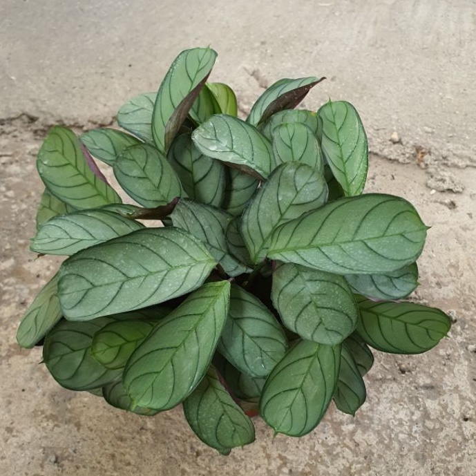 JG - CALATHEA BURLE MARXII 'AMAGRIS' NEVER NEVER PLANT | Shopee Malaysia