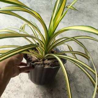 [Live plant] Pokok pandan kuning hijau | pokok hiasan | landskap ...