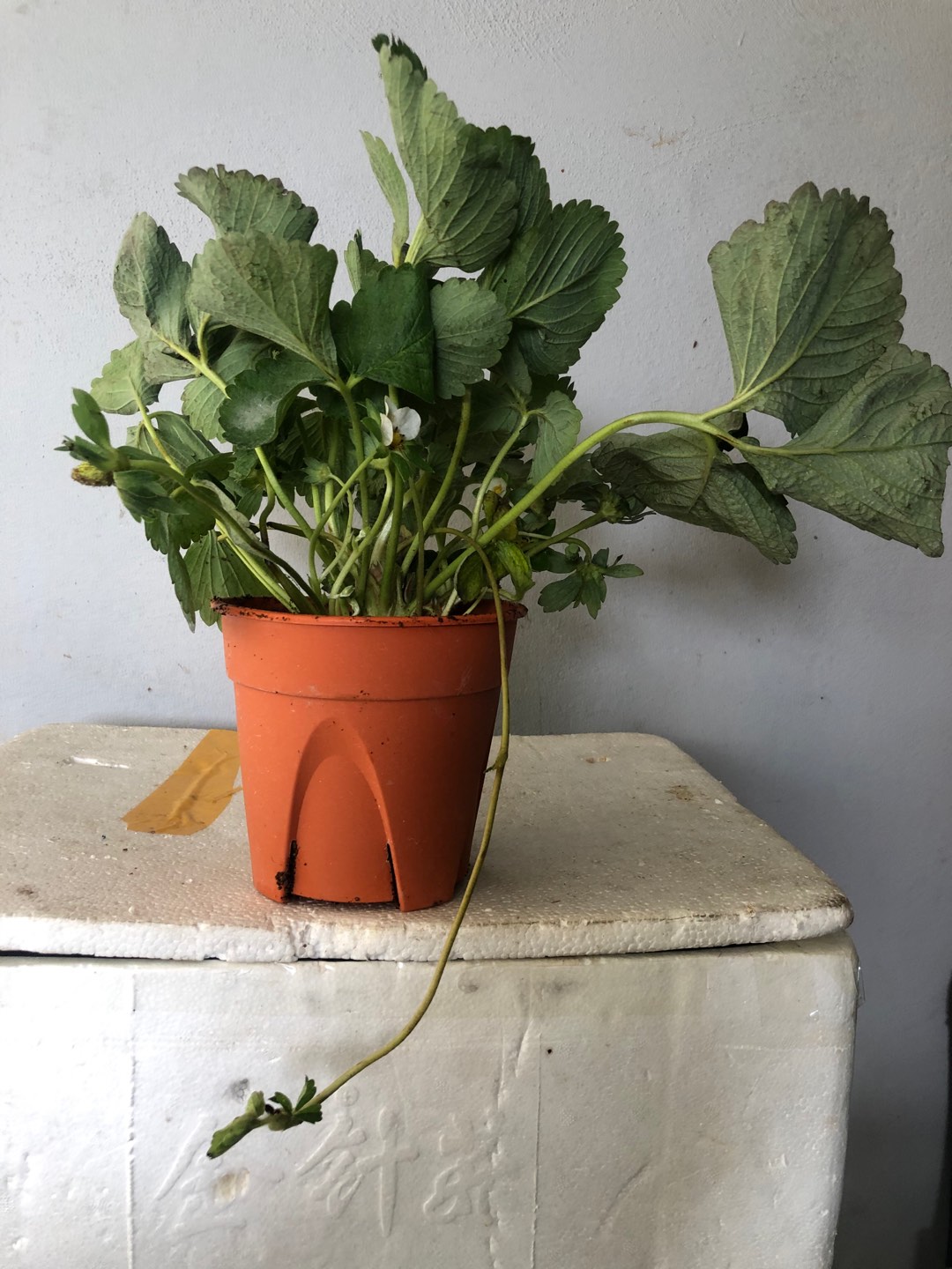 REAL LIVE PLANT pokok strawberry albion | Shopee Malaysia