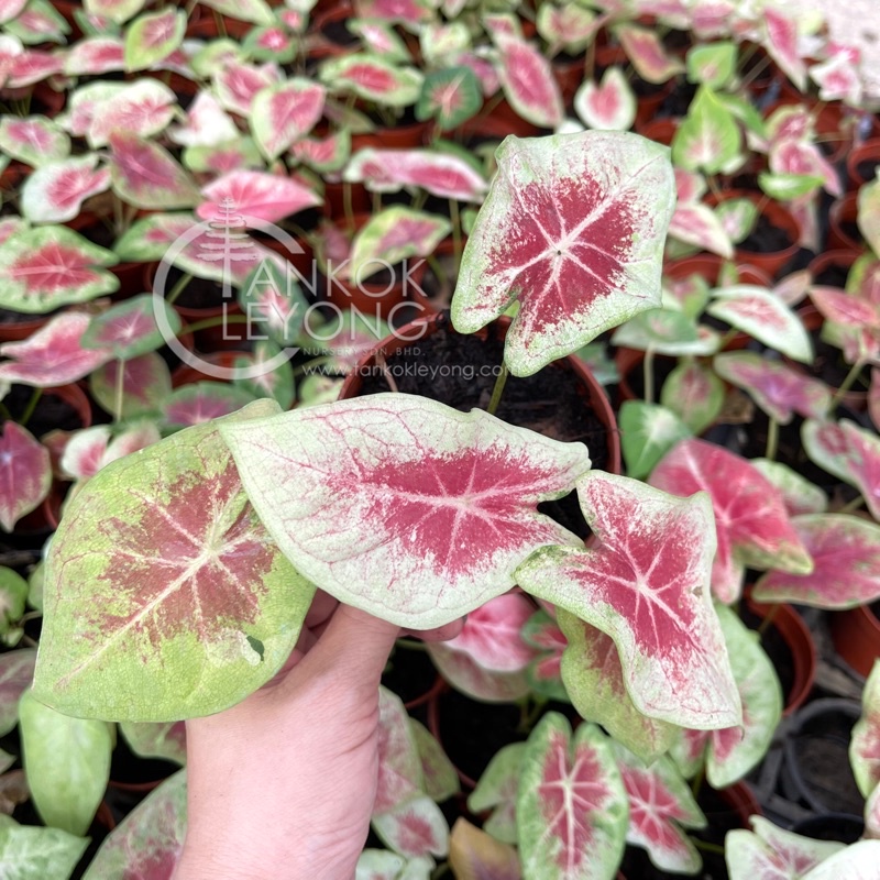 TKL - Caladium Rose Glow/Glitters/Debuntante/Yellow Monster/Danasty ...