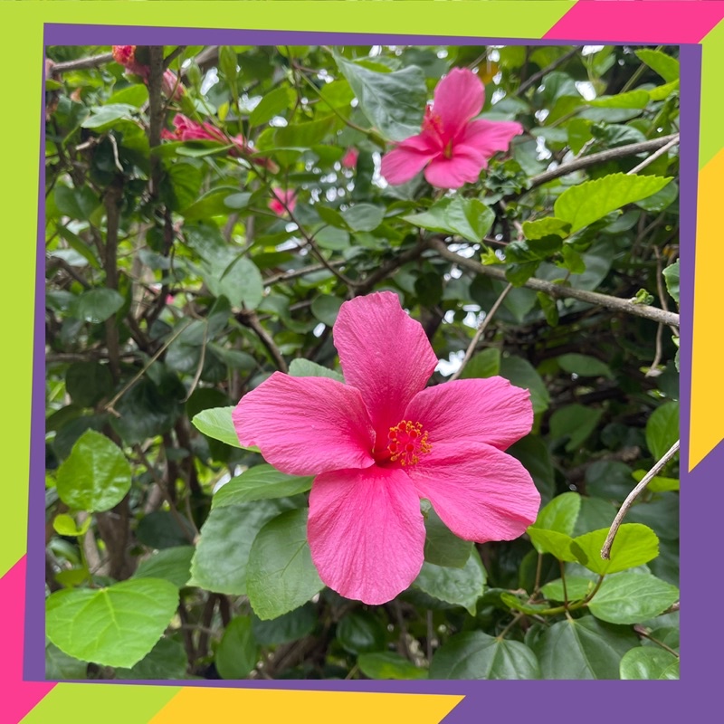 anak batang keratan bunga raya hibiscus dua lapis double layer warna ...