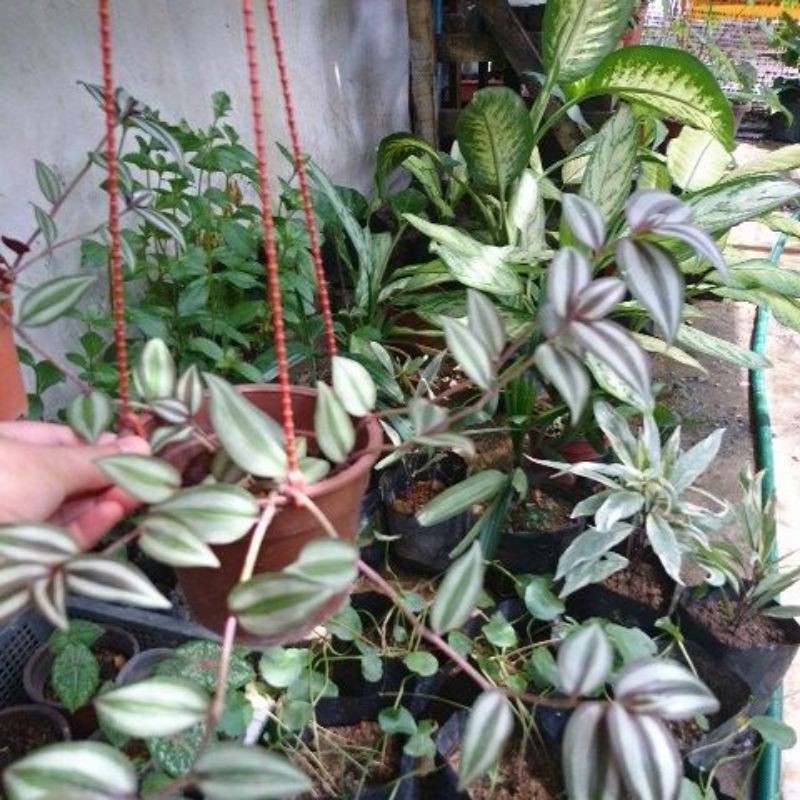 ANAK POKOK TELINGA KERA VARIEGATED[BATIK] | Shopee Malaysia