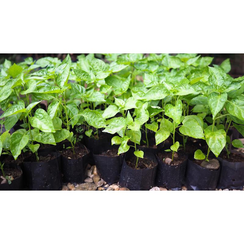 Cili Plant Anak Pook Cili Padi Kampung Poly Bag/Pokok Cili Anak pokok ...