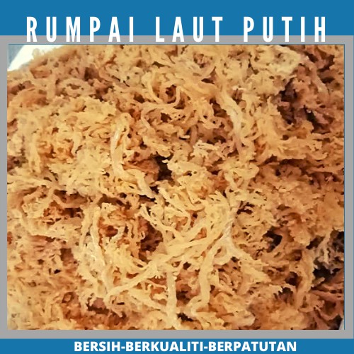 RUMPAI LAUT KERING/ KOLAGEN ASLI/RUMPA PUTIH/RUMPAI LAUT PUTIH ORIGINAL ...