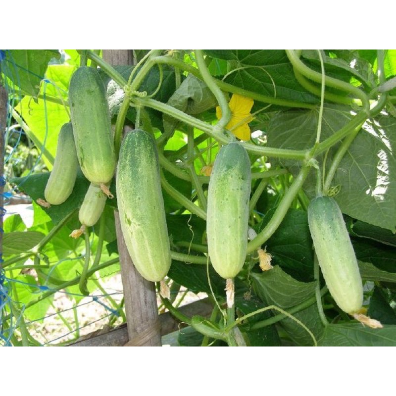 5 atau 30 BIJI BENIH TIMUN BATANG kecil Lemak Manis Thailanc | Shopee ...