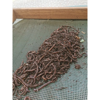 2 KG Vermicompost (Baja Tahi Cacing) | Shopee Malaysia