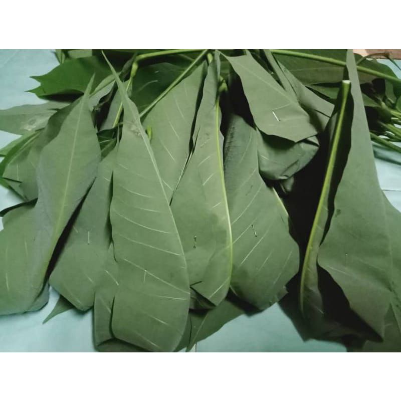 TAPAI PULUT PUTIH DAN PULUT HITAM DAUN GETAH HOMEMADE | Shopee Malaysia