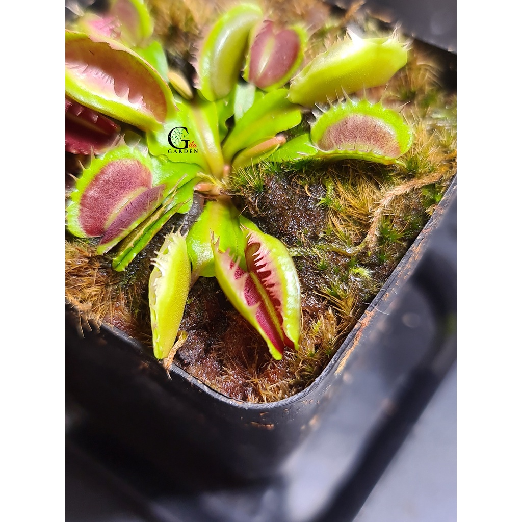 Venus Flytrap Fuzzy Teeth [Dionaea Muscipula, Venus Flytrap ...