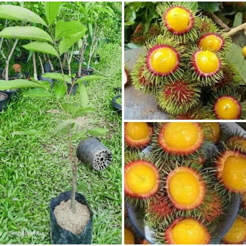 Rambutan Isi kuning(Vietnam) | Shopee Malaysia