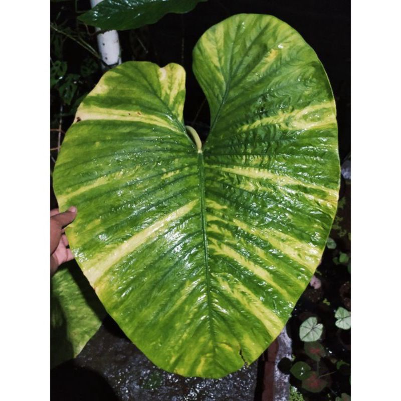 Alocasia Alba Gageana Variegated (Rare) | Shopee Malaysia