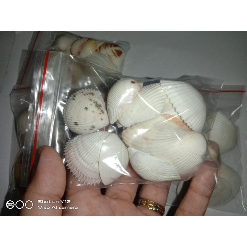 Sea Shell For DIY Project 50g (campur saiz & bentuk) | Shopee Malaysia