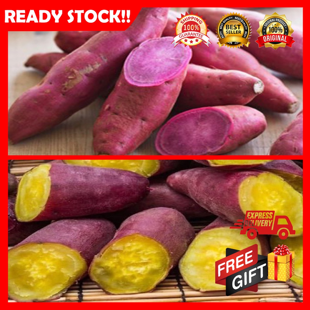 [FREE GIFT!!!] Ubi Keledek MADU(kuning), PURPLE & OREN | Sweet Potato ...