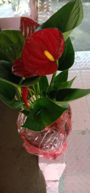 Anak Pokok Bunga Anthurium Merah Dah Berbunga Red Anthurium Live Pot ...