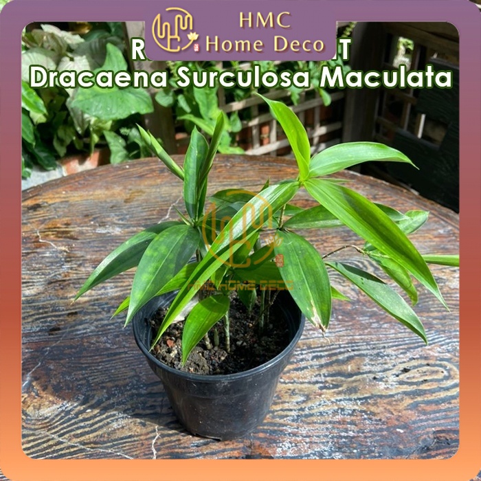 HMC Real Live Plant Dracaena Surculosa Maculata with Pot Air-purifying ...