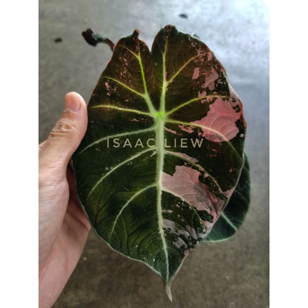 Alocasia Black velvet variegated | Shopee Malaysia