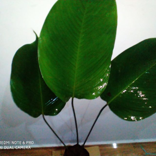 Pokok Daun Lerek buat balut Lemang | Shopee Malaysia