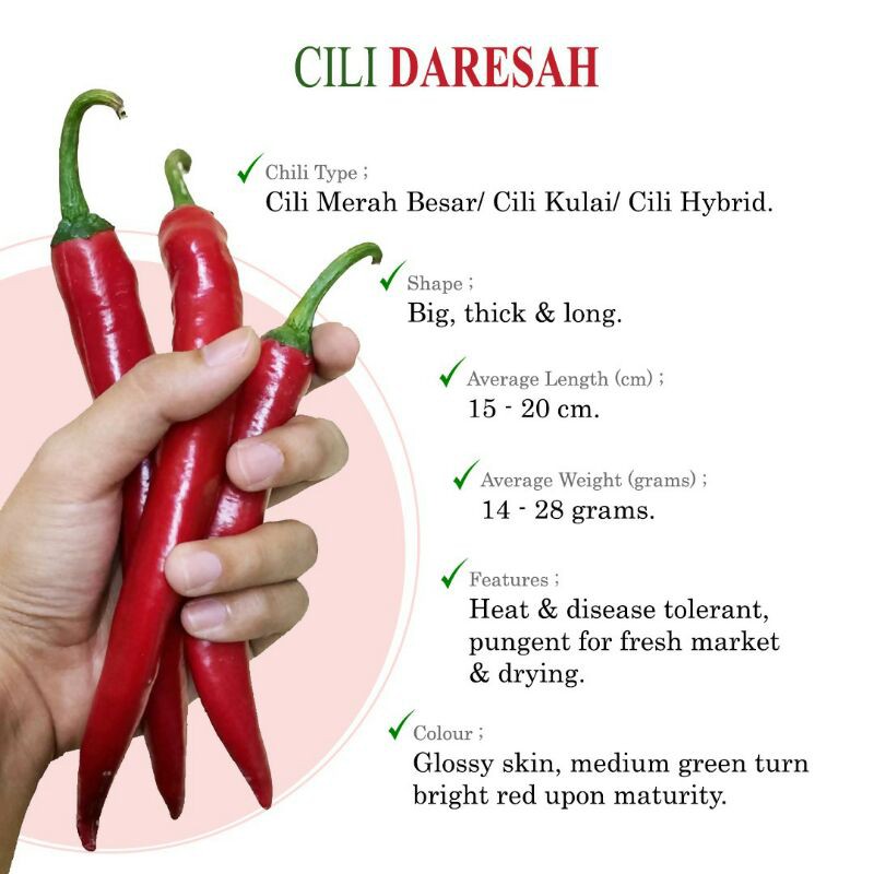 (READY STOCK) CILI MERAH BESAR/ KULAI/ HYBRID/RED HOT CHILI/CILI PEDAS ...