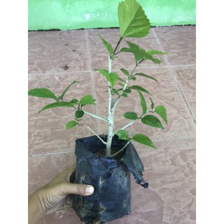 Anak pokok bunga raya peach color/ national flower of Malaysia(real ...