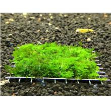 Riccardia Chamedryfolia aka Coral Moss / Mini Pelia 4cm x 4cm | Shopee ...