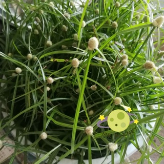 Rumput helikopter rumput pendul rumput mata lalat daun kucing nutrisi ...