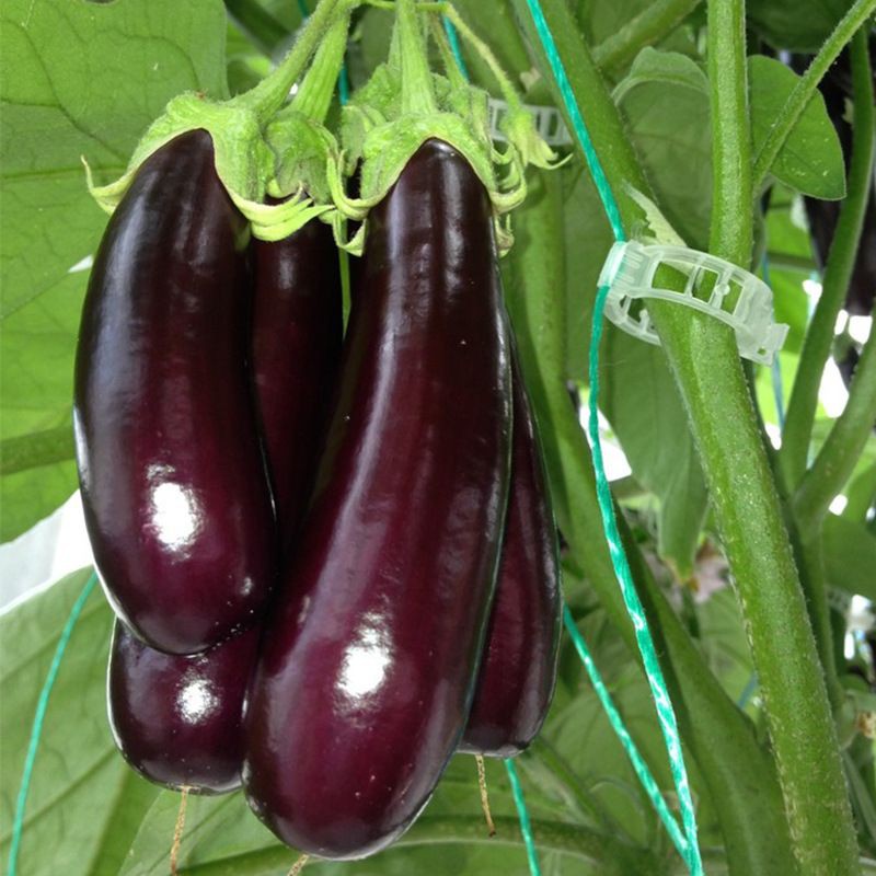 Benih Terung Mini Cute 20pcs/Mini Eggplant Seed/小茄子籽 | Shopee Malaysia